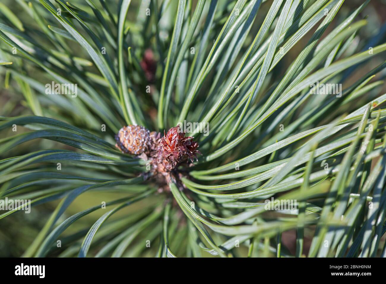Pinus Sylvestris Needles
