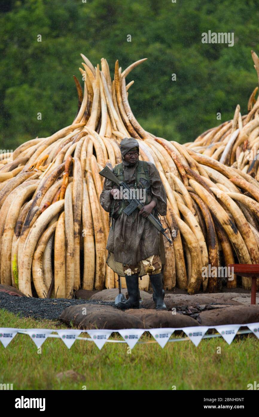 Tusk burn hi-res stock photography and images - Alamy