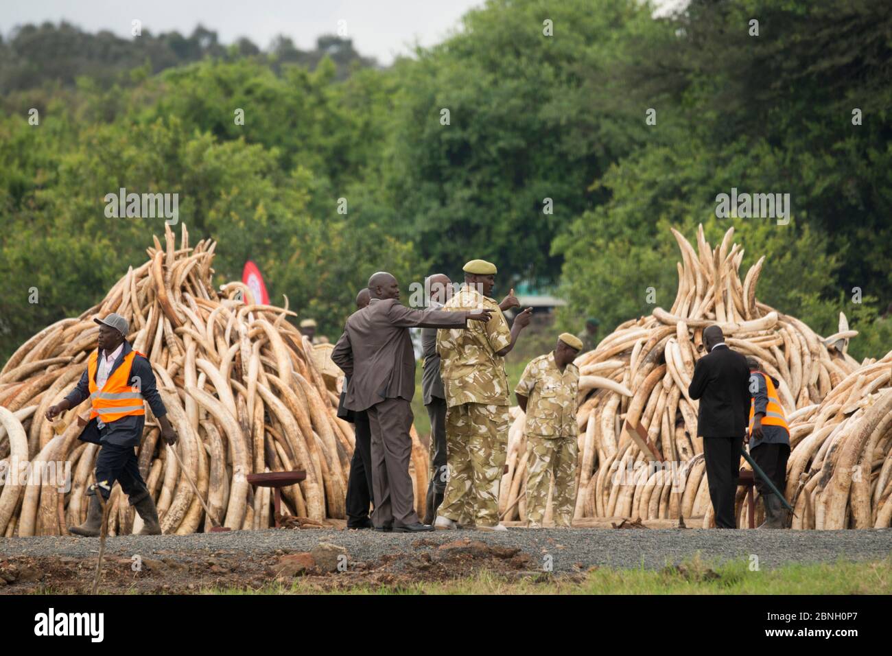 African elephant (Loxodonta africana) ivory in piles, ready to be burnt ...