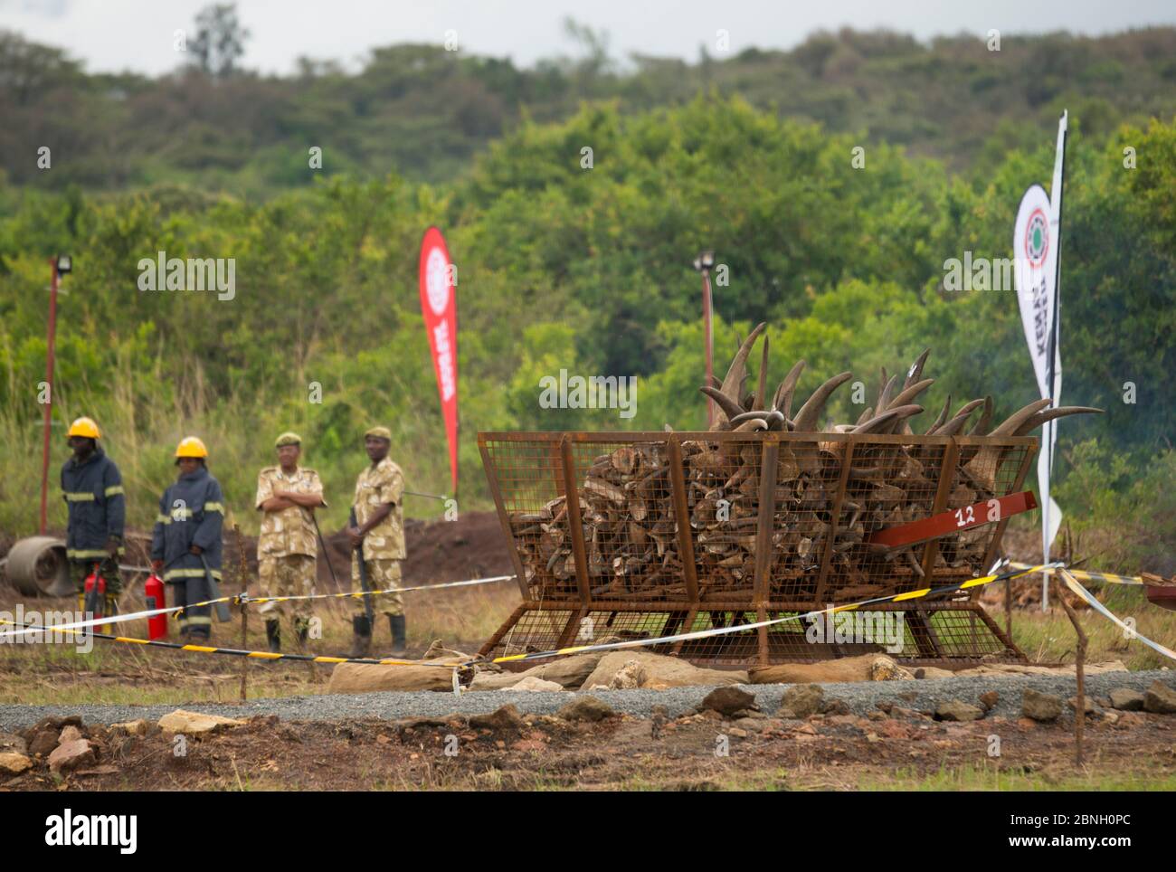 Rhino horns ready to be burnt by the Kenya Wildlife Service (KWS). Burn ...