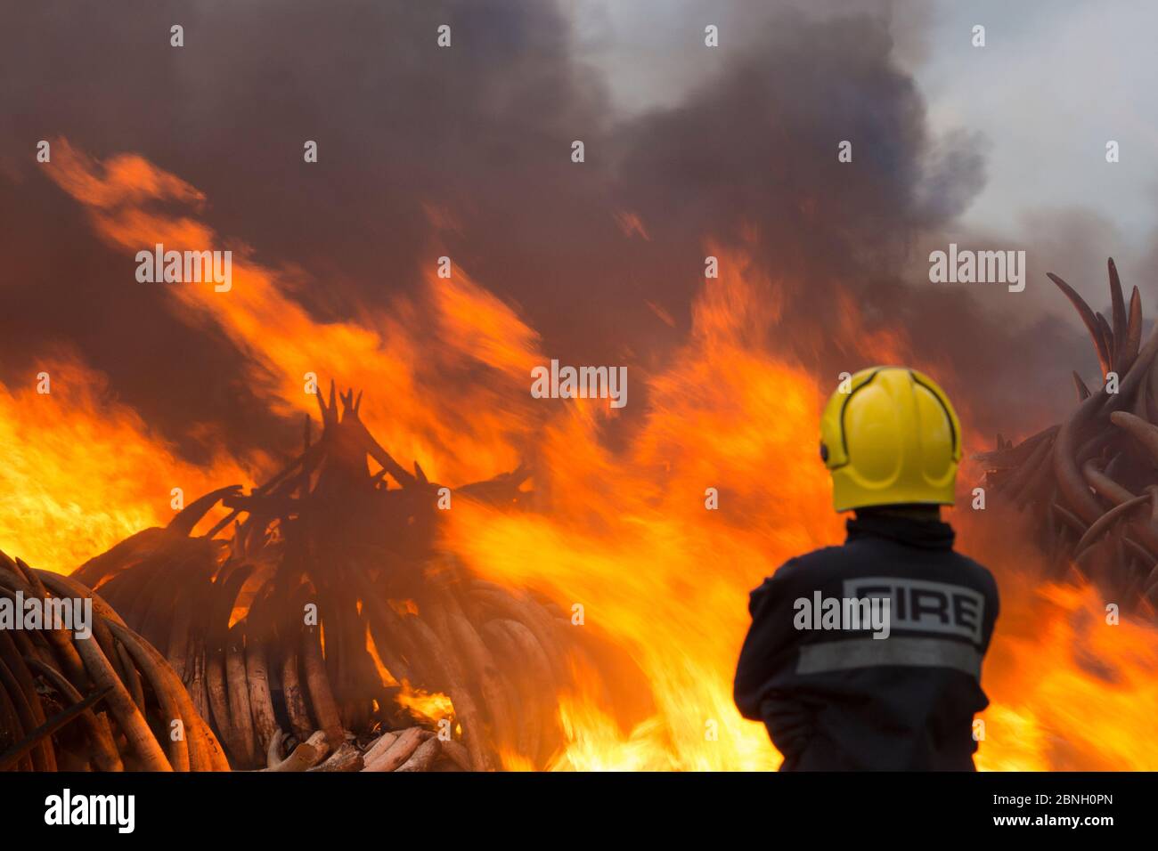 Fireman watching, as piles of African elephant ivory are burnt by the ...