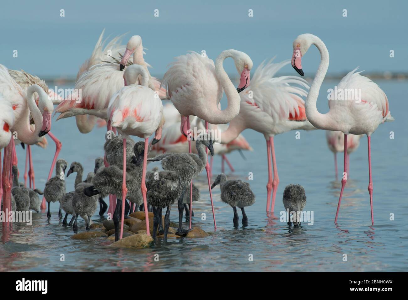 Creche of Greater flamingos (Phoenicopterus roseus) chicks, Fangassier ...