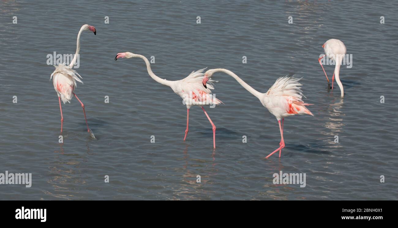 Greater flamingos (Phoenicopterus roseus) with aggressive behaviour ...