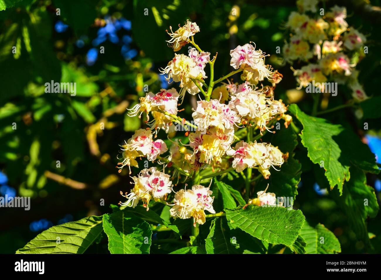 Chestnut Blossom Flower Stock Photo - Alamy