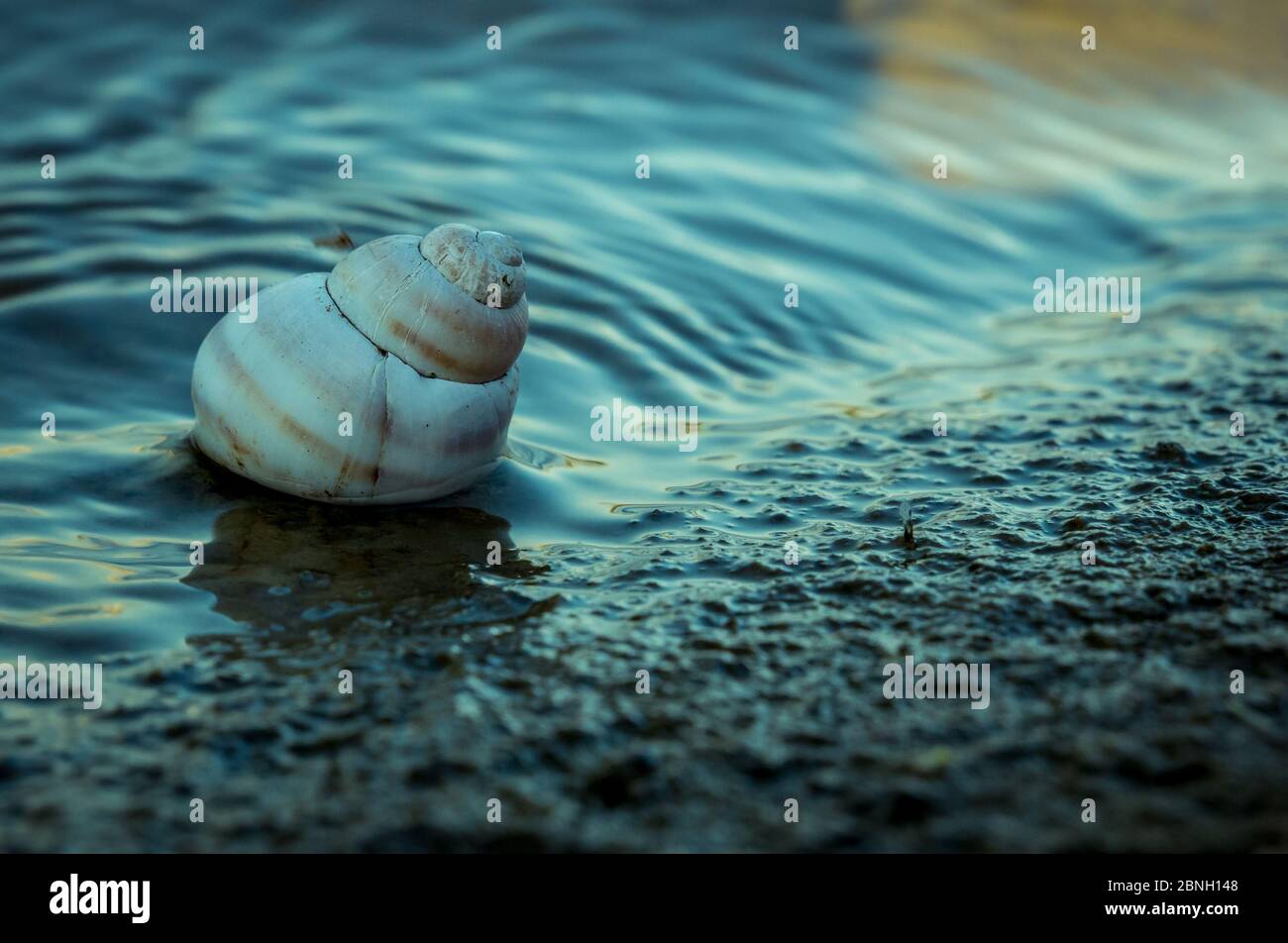 Single isolated snail shell on the shore of a lake. Spiral shell in the ...