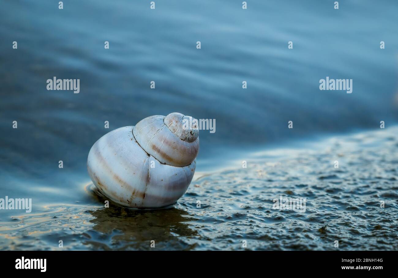 Single isolated snail shell on the shore of a lake. Spiral shell in the ...