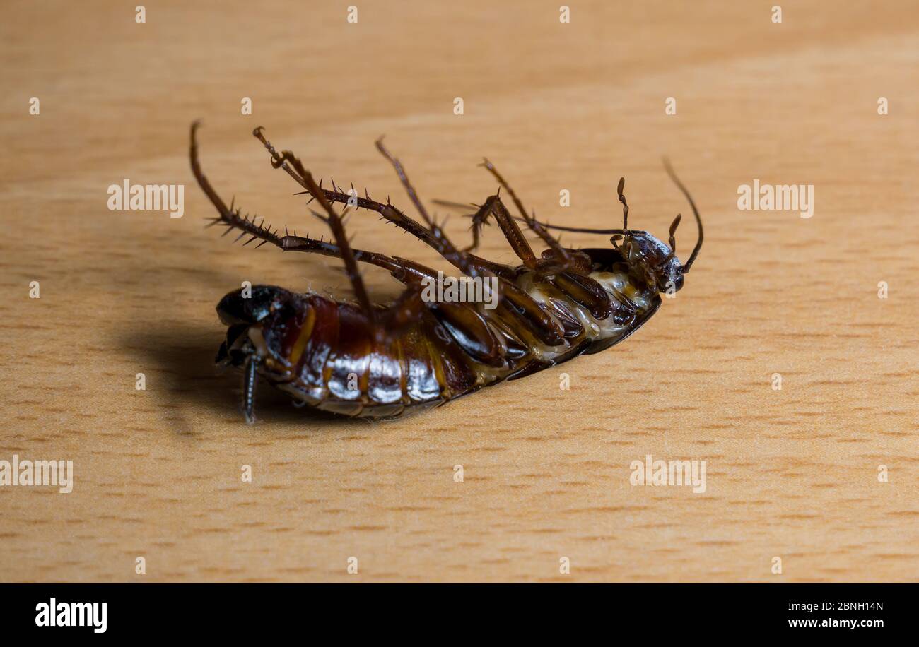 Cockroaches kitchen hi-res stock photography and images - Alamy