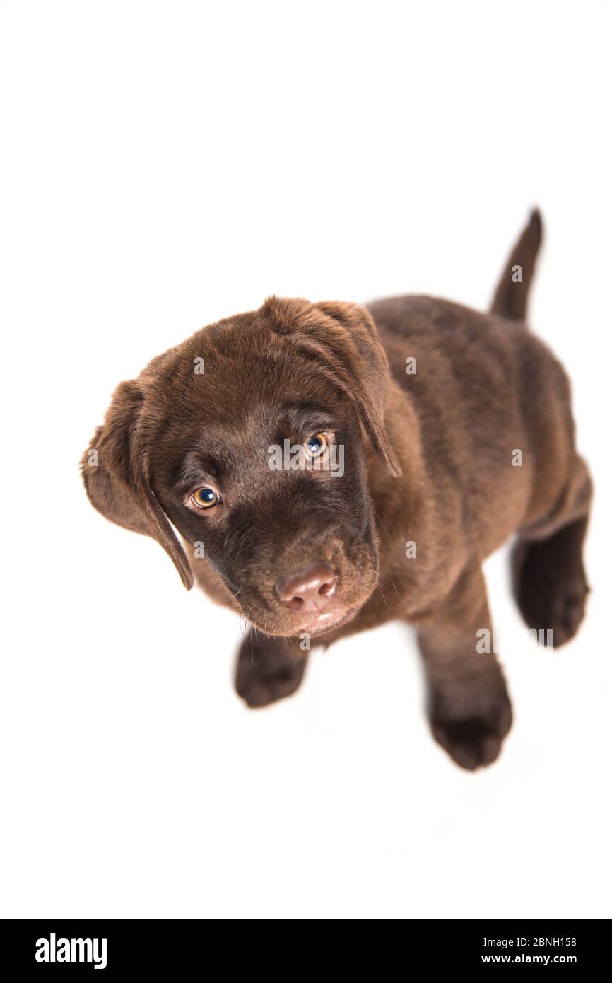Nice cute little labrador hi-res stock photography and images - Alamy