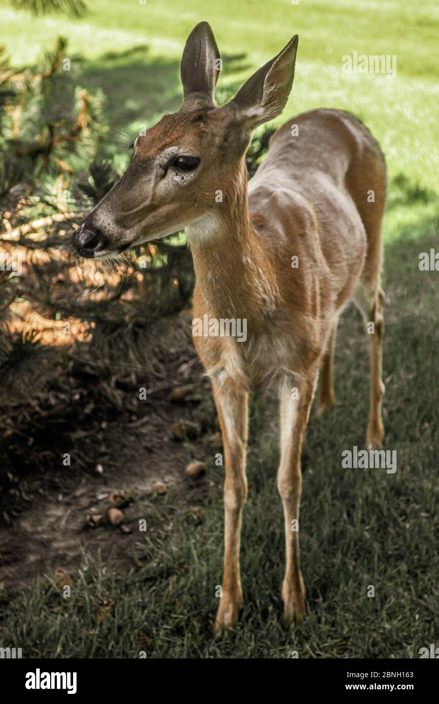 Single Female Deer in the woods alone Stock Photo - Alamy