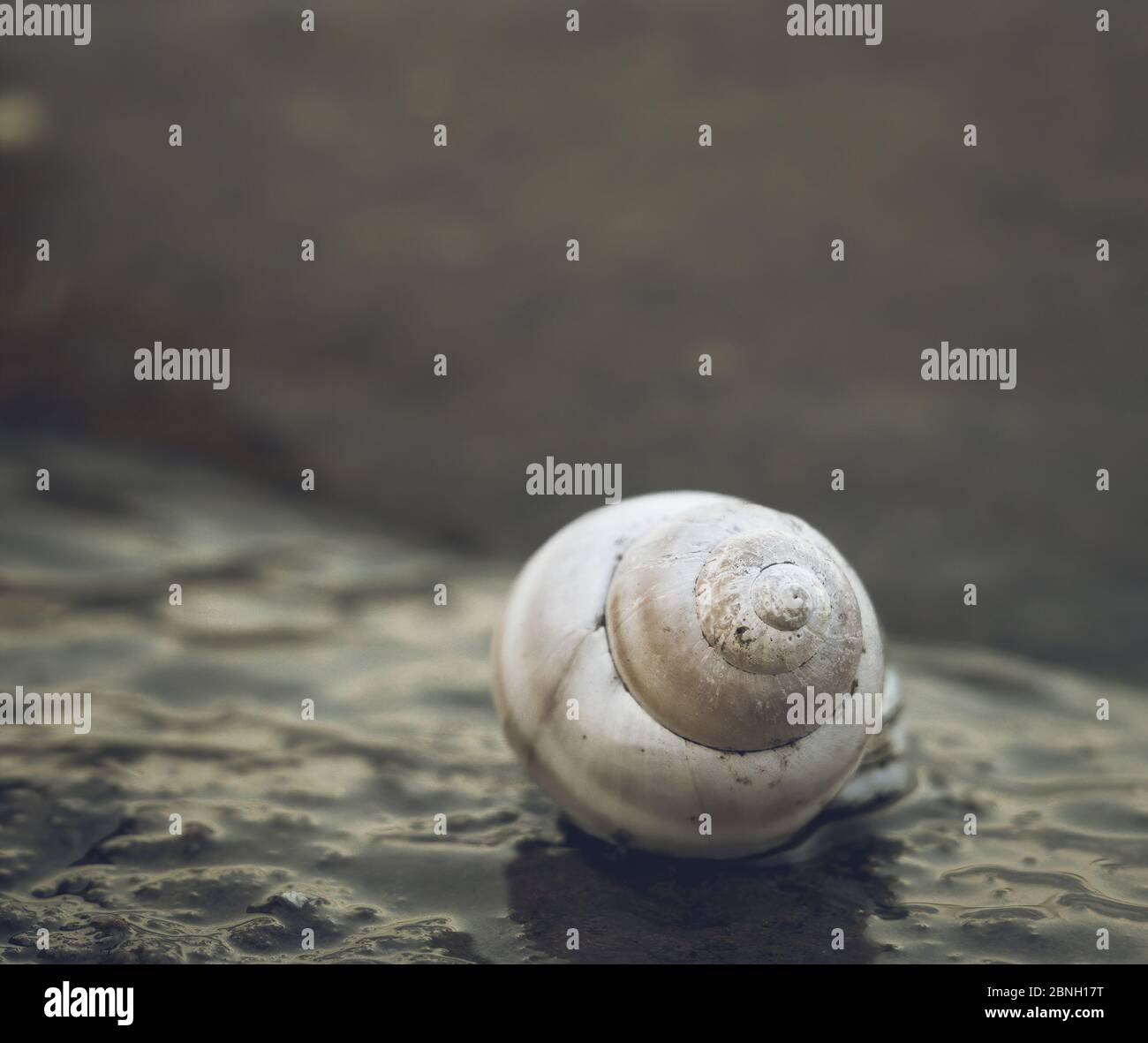 Single isolated snail shell on the shore of a lake. Spiral shell in the ...