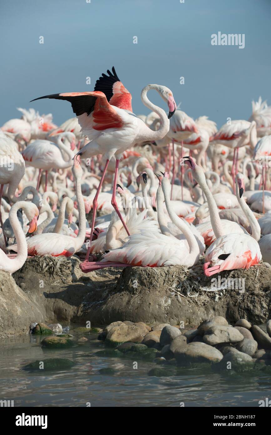 Nesting colony of Greater flamingos (Phoenicopterus roseus) Salin de ...