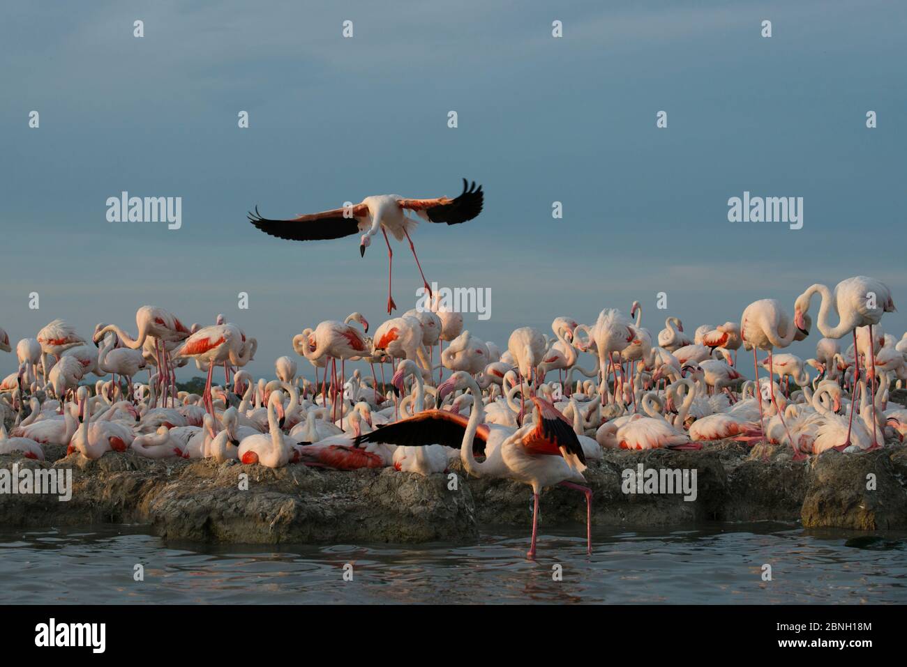 Colony of Greater flamingos (Phoenicopterus roseus) Salin de Giraud ...