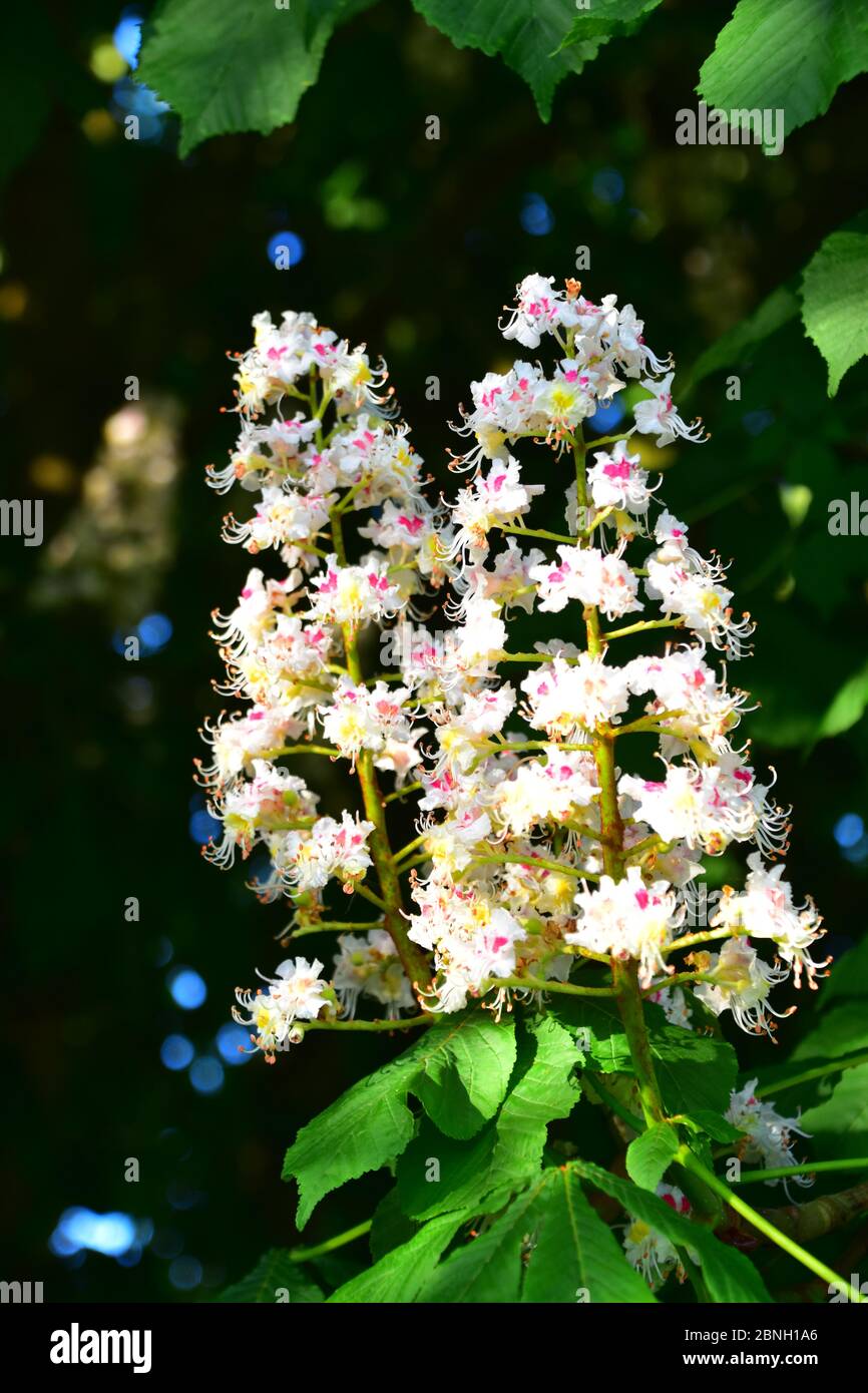 Chestnut Blossom Flower Stock Photo - Alamy