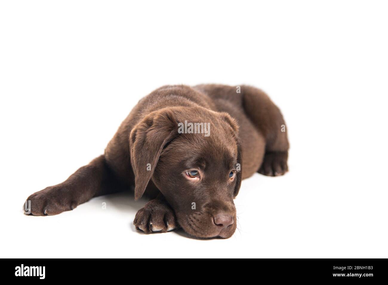 portrait of a crouched dog puppy on a white background intent on ...