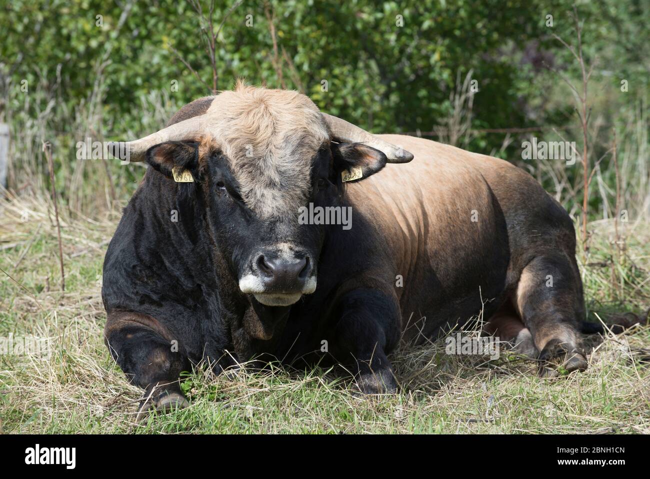 Aubrac bull resting, Nasbinals, Aubrac, Languedoc, France, September ...