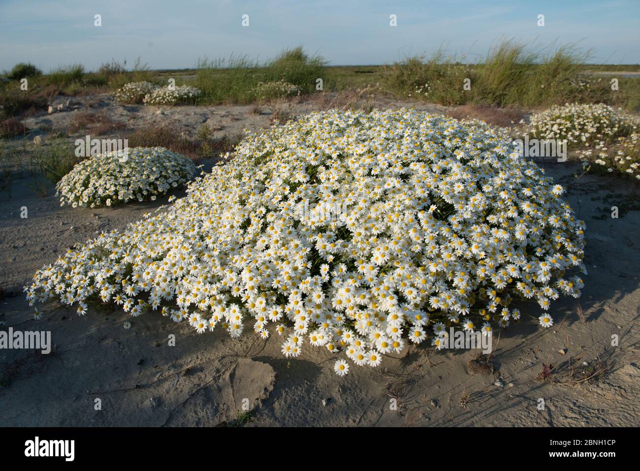 Sea chamomile (Anthemis maritima) growing in sand dunes, Camargue ...