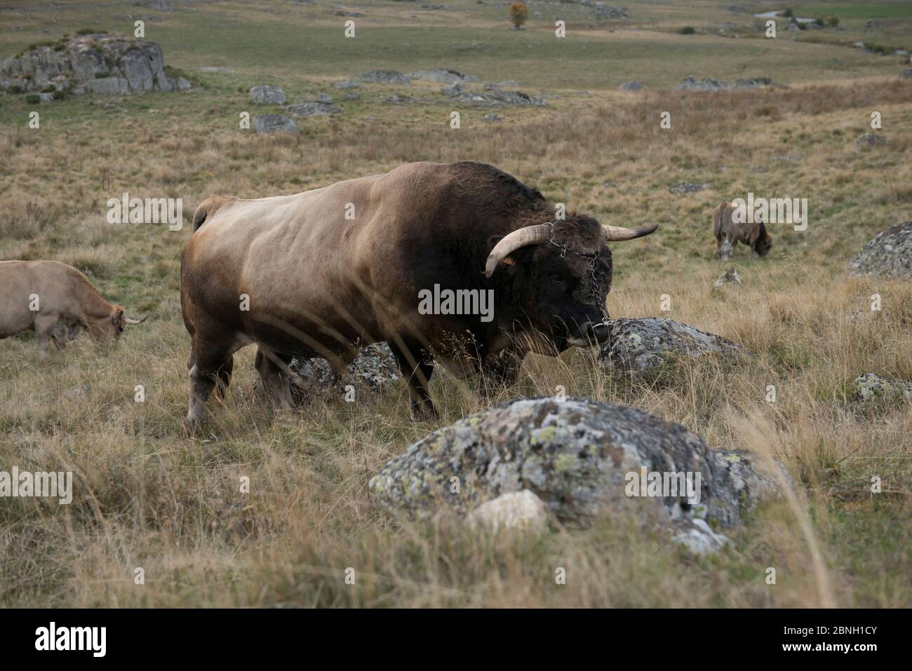 Aubrac cattle cattle bulls europe hi-res stock photography and images ...