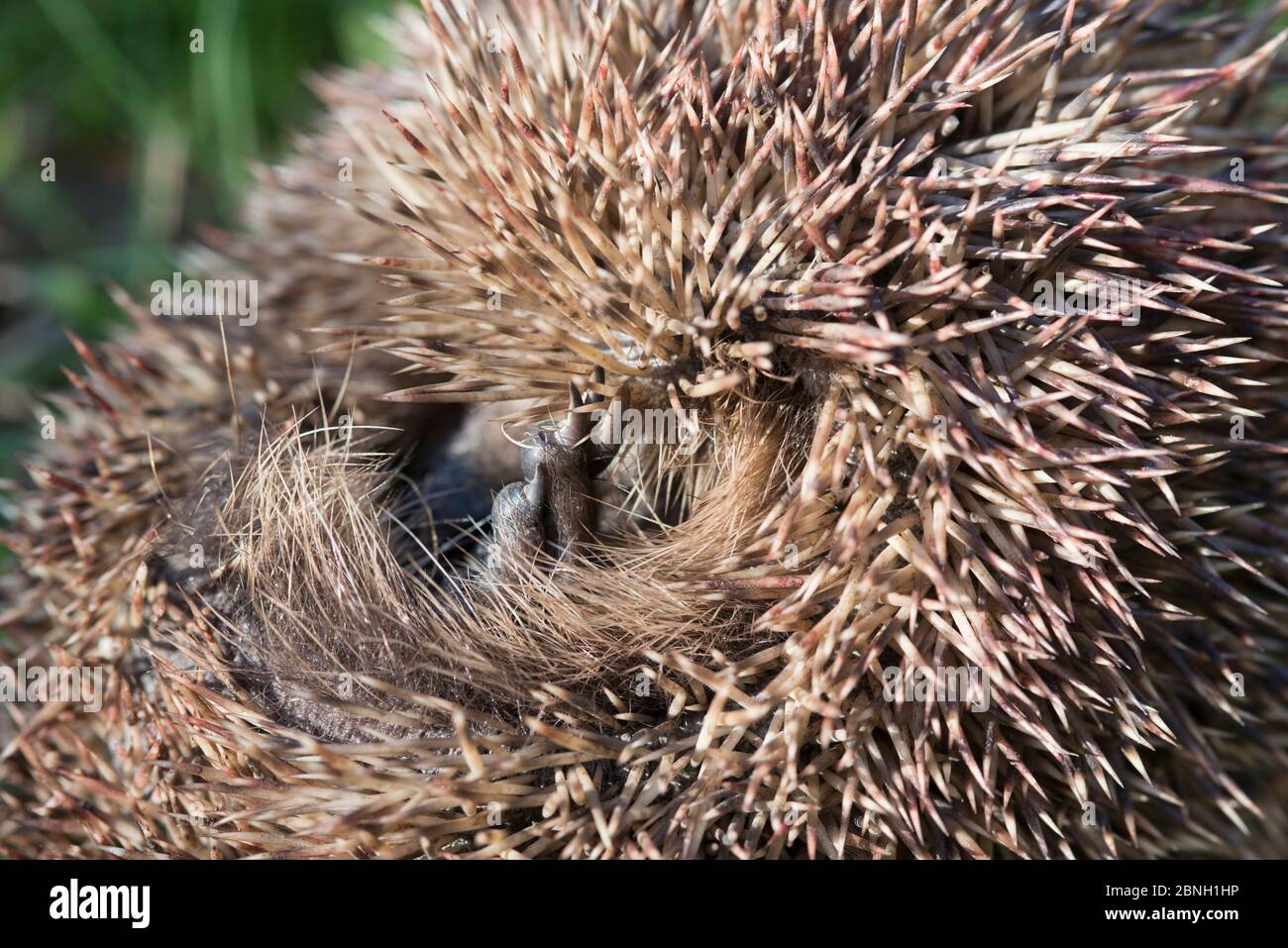 Curled into a ball hi-res stock photography and images - Alamy