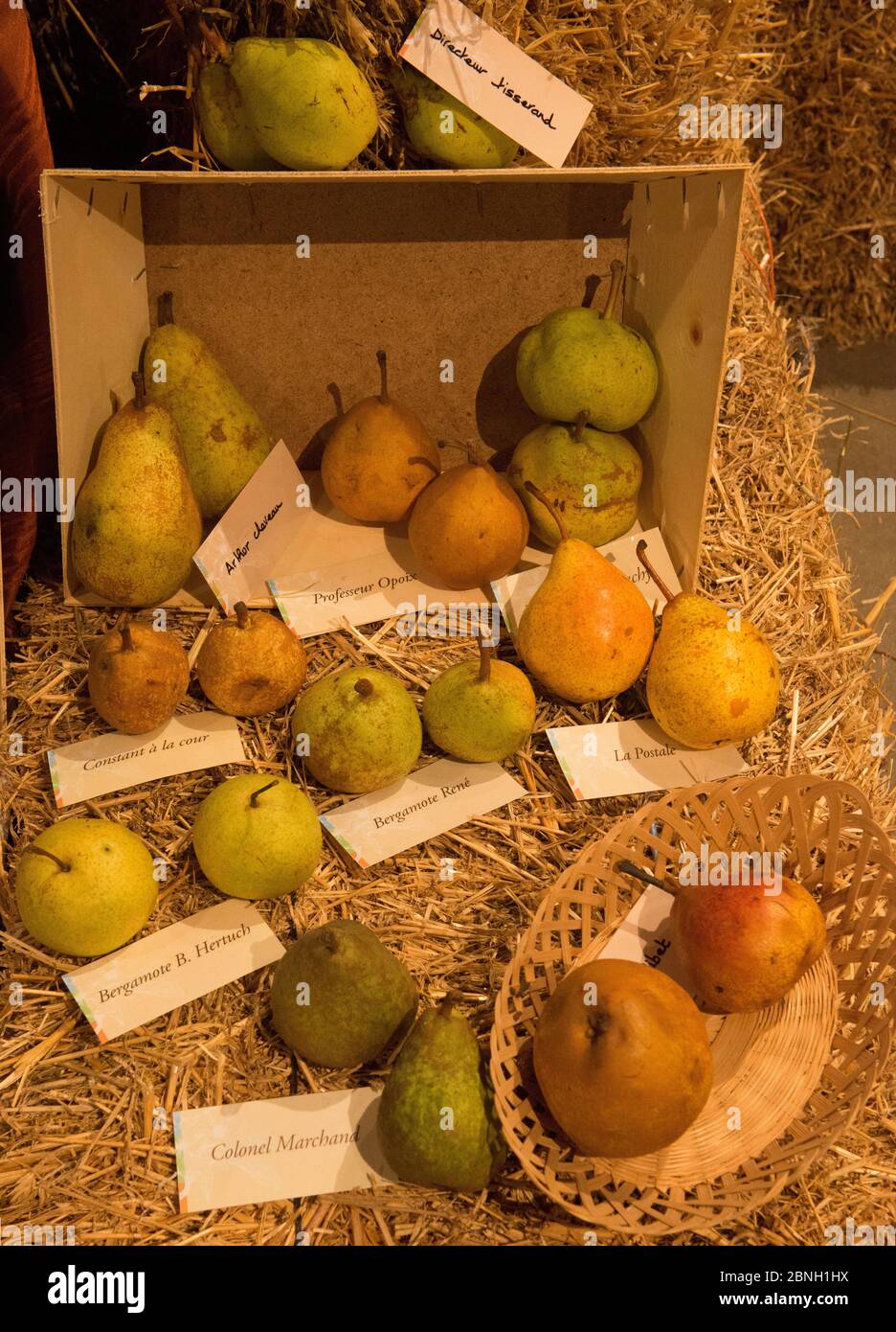 Diversity of Apple varieties at fair in St Jean du Gard, Languedoc ...
