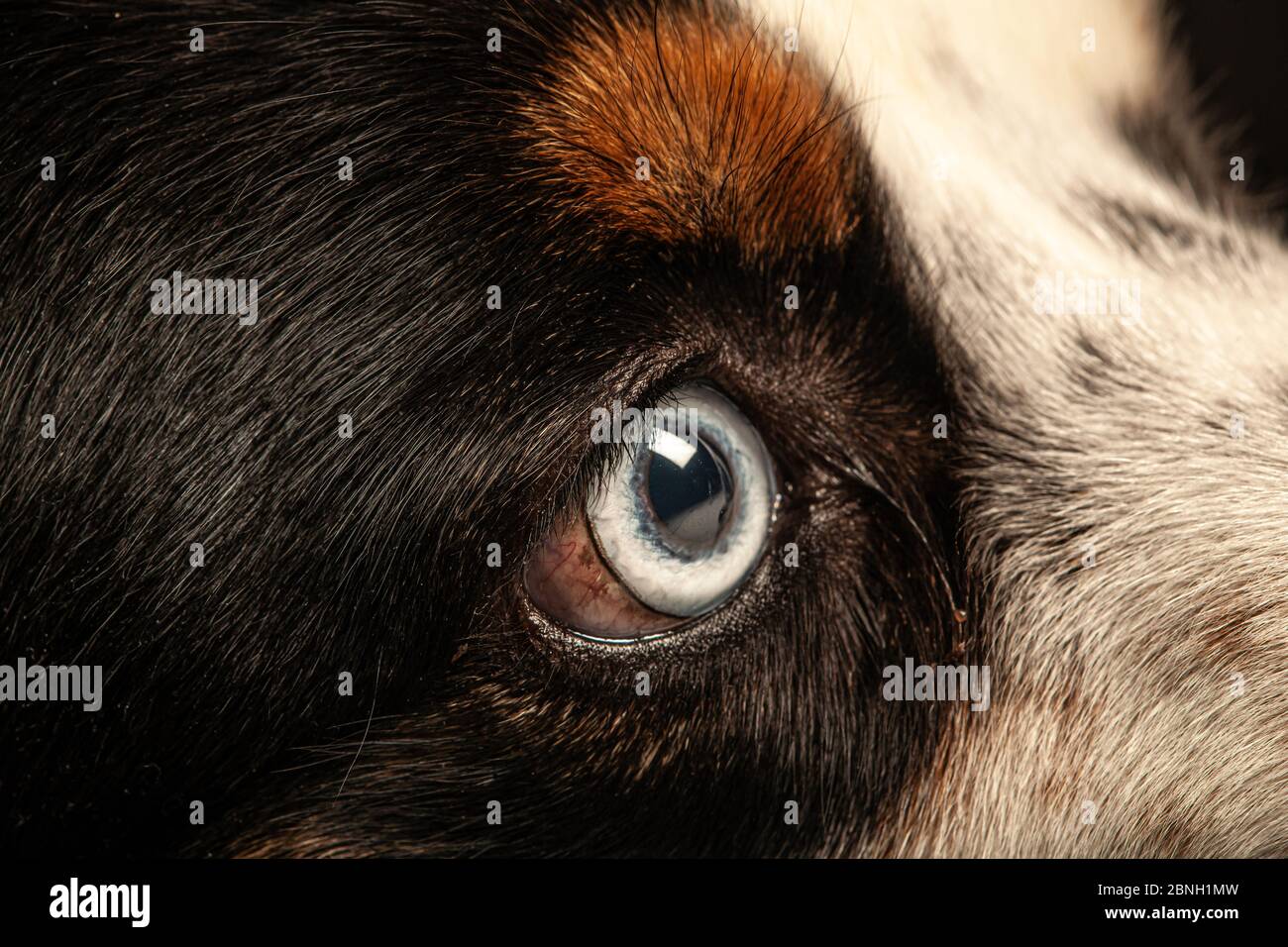 Close up of a dog's eye and pupil Stock Photo - Alamy