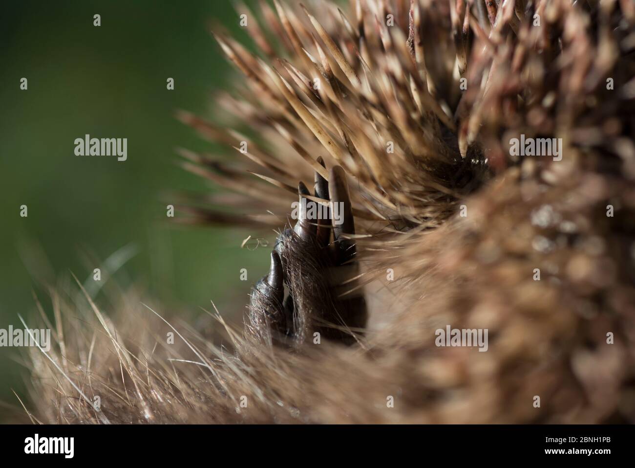 Curled up feet hi-res stock photography and images - Alamy