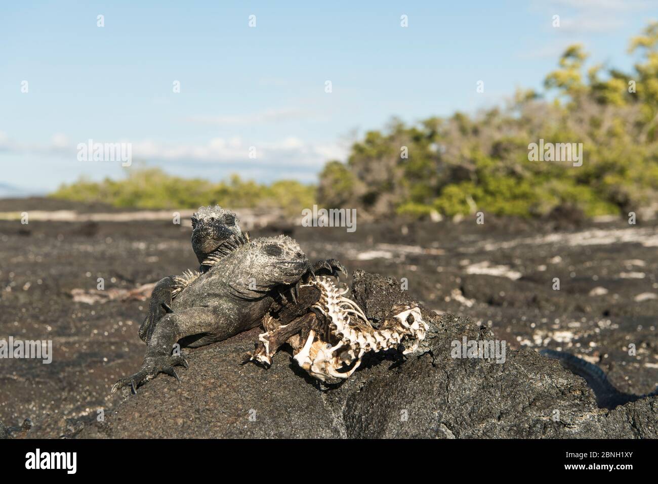 Marine iguanas (Amblyrhynchus cristatus) basking on rock next to ...
