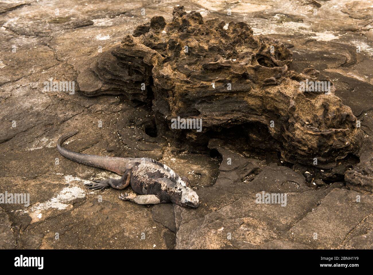 Fat iguana hi-res stock photography and images - Alamy