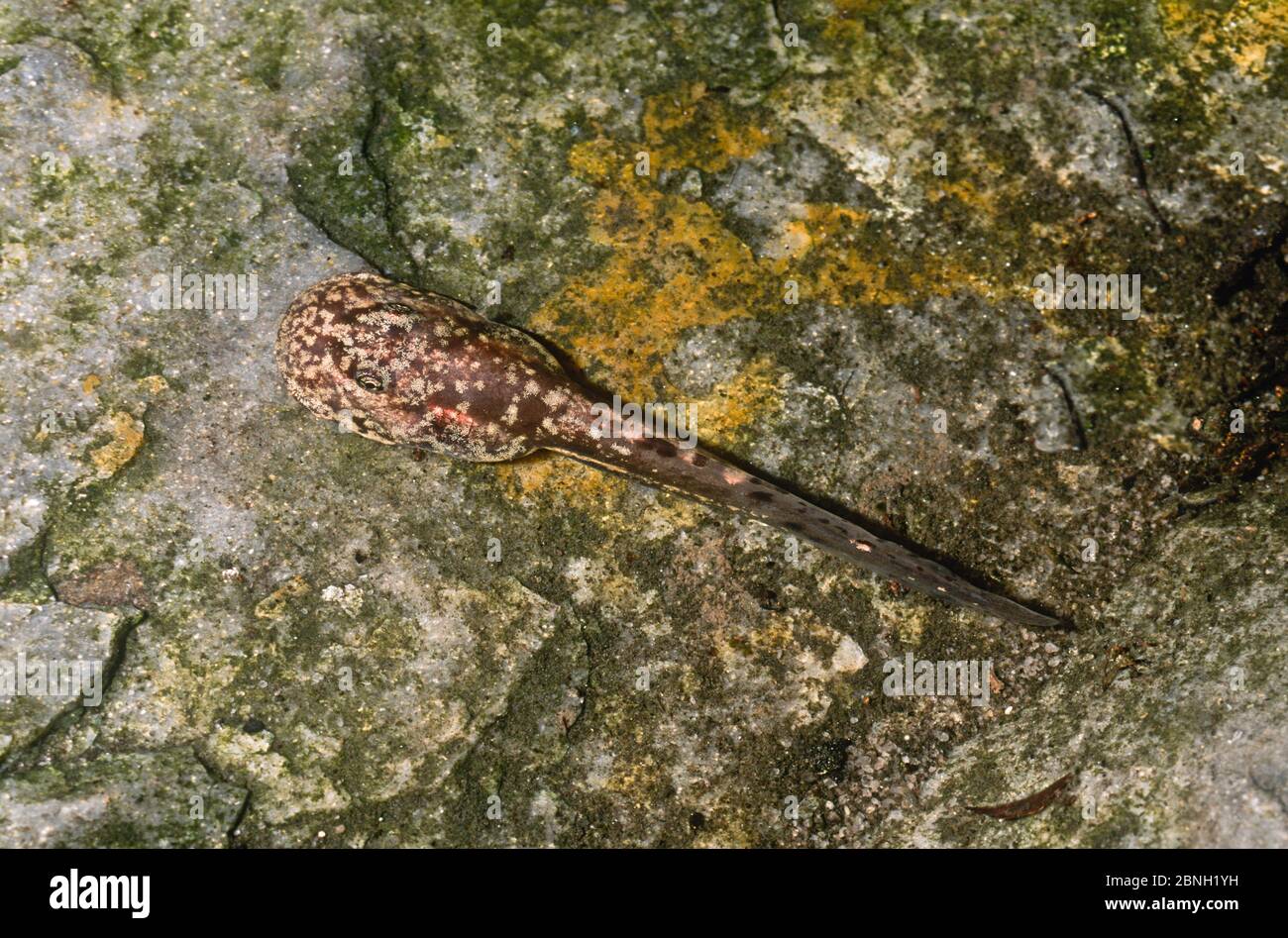 Cape ghost frog tadpole (Heleophryne purcelli) Tradouw's Pass, South ...