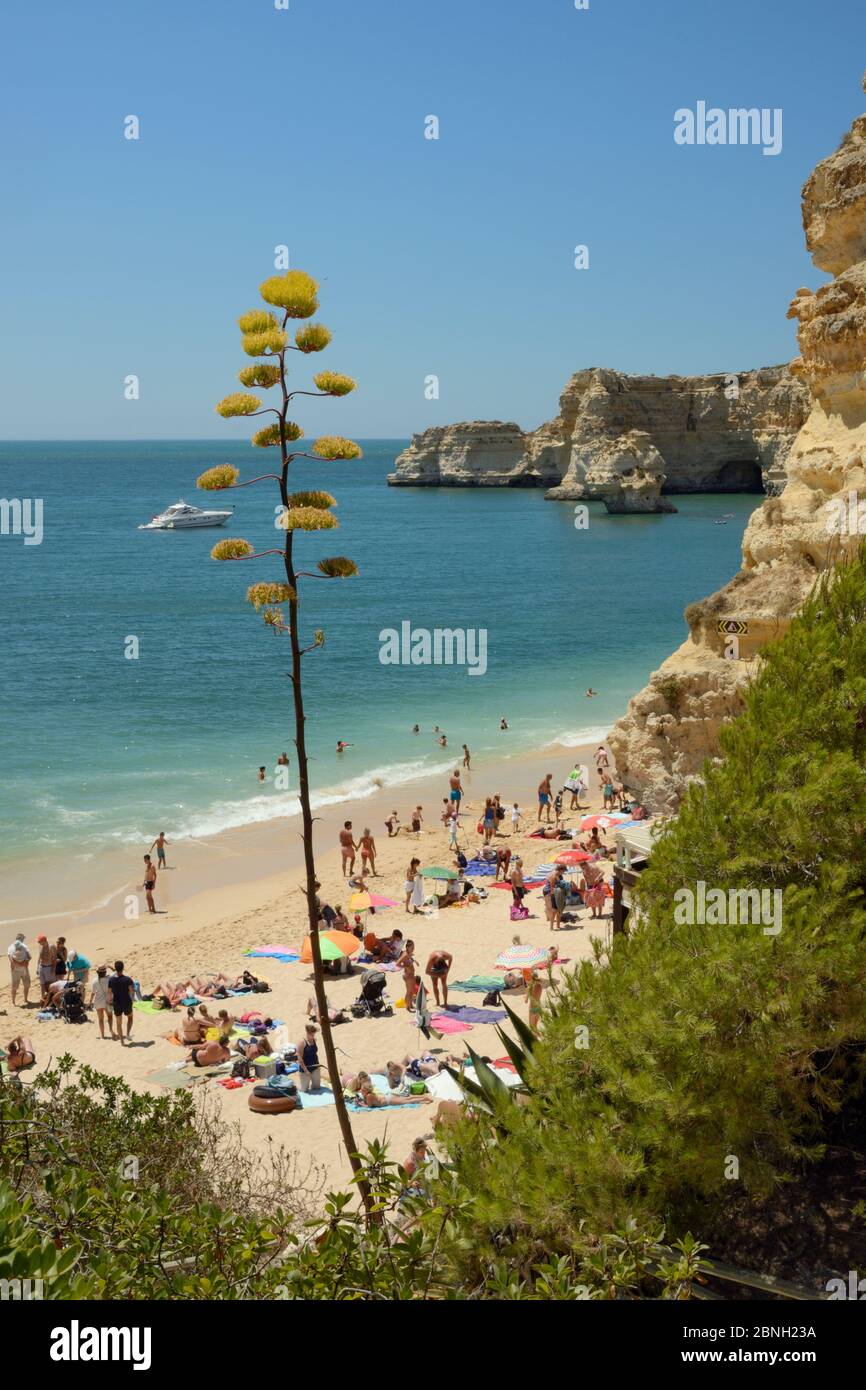Century plant (Agave americana) flowering above Praia da Marinha beach ...
