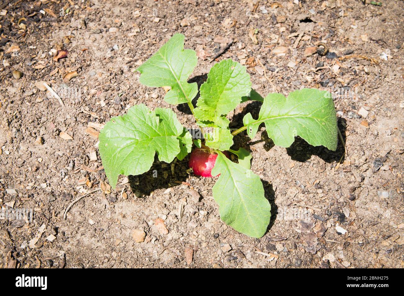 bio, food, vegetables, radish, edible root vegetable, Raphanus sativus ...