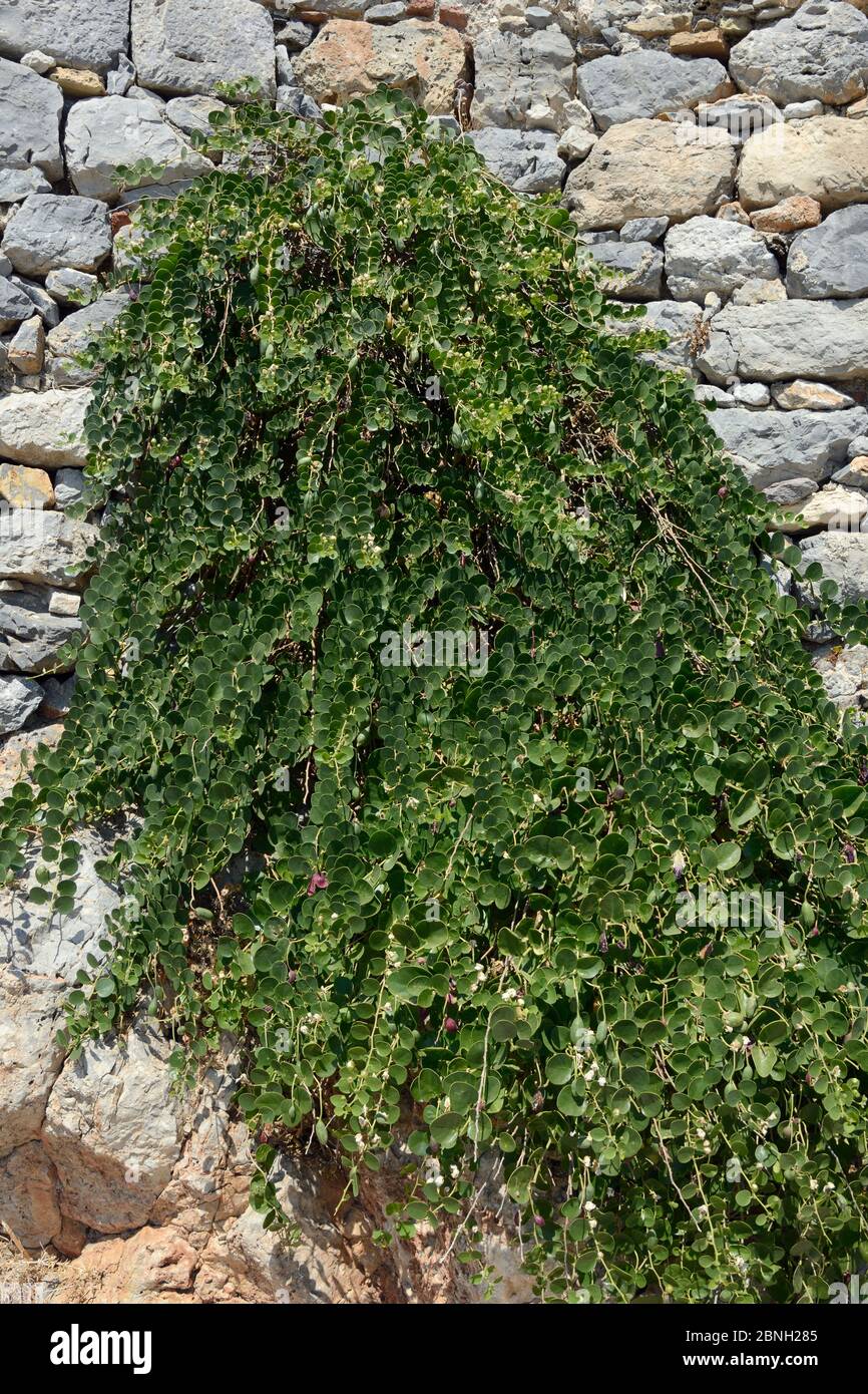 Caper bush (Capparis spinosa) growing from the wall of medieval Panteli ...