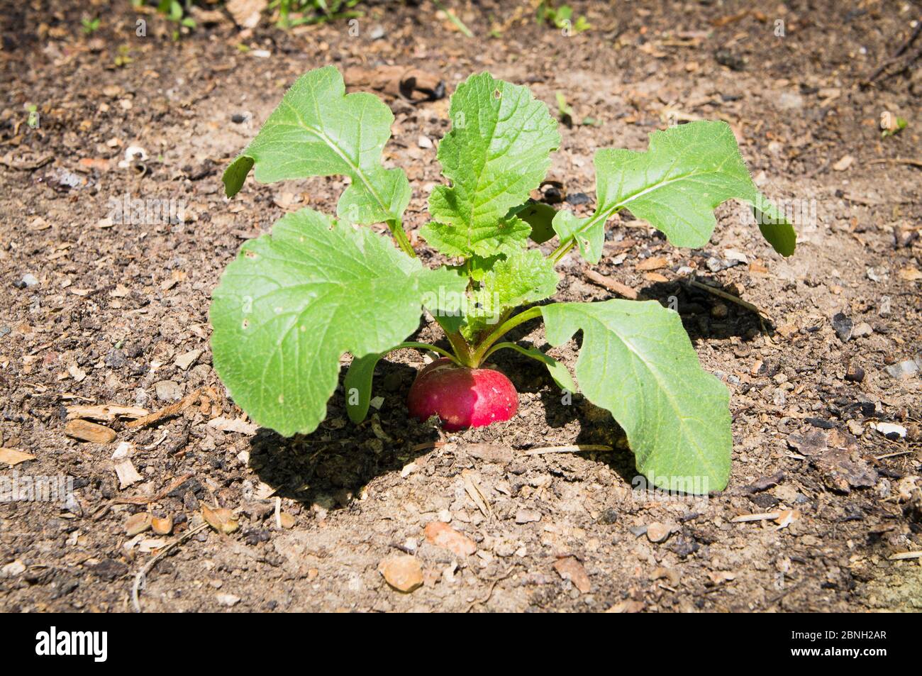 bio, food, vegetables, radish, edible root vegetable, Raphanus sativus ...