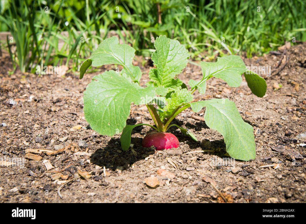 bio, food, vegetables, radish, edible root vegetable, Raphanus sativus ...