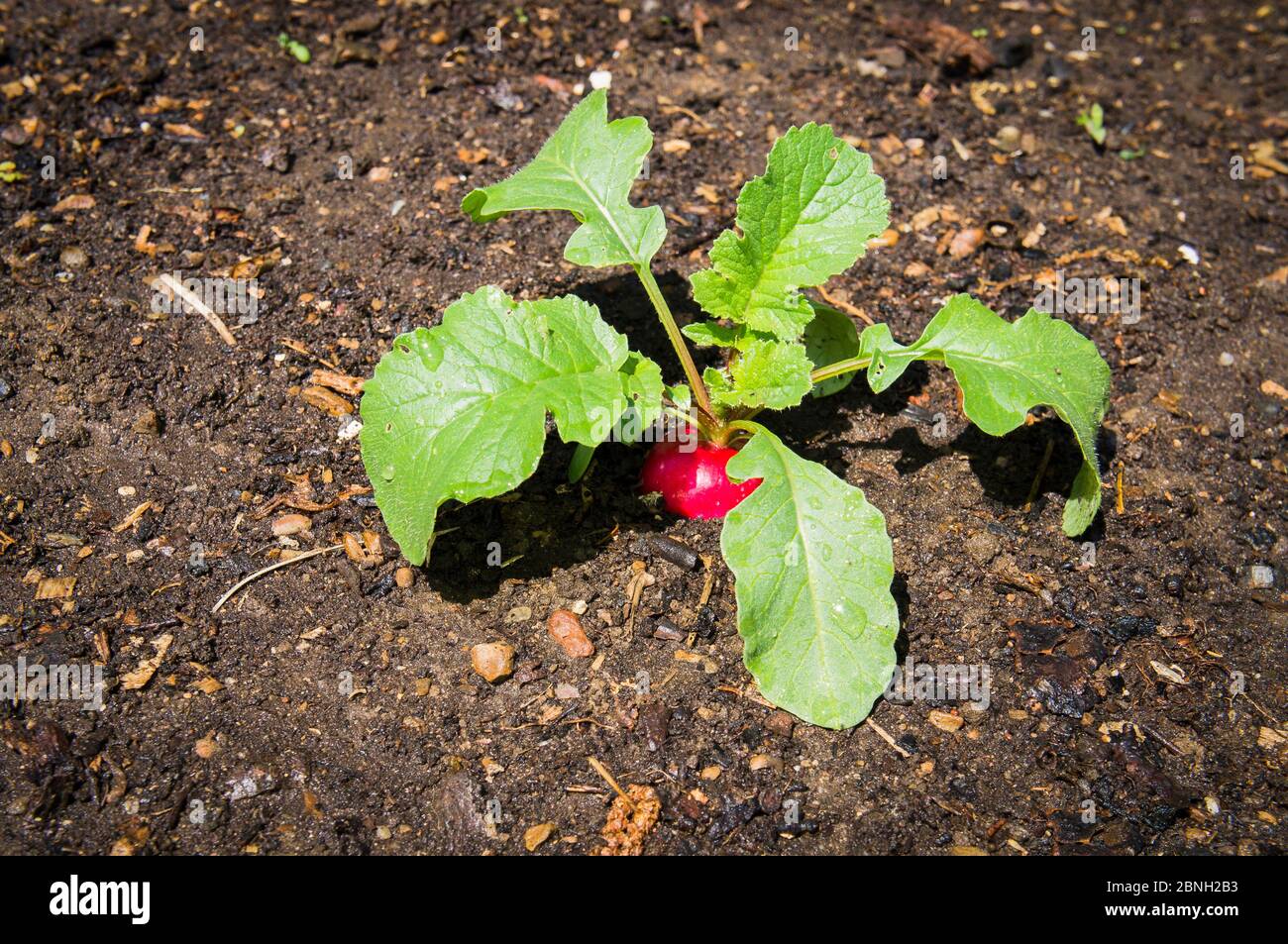 bio, food, vegetables, radish, edible root vegetable, Raphanus sativus ...