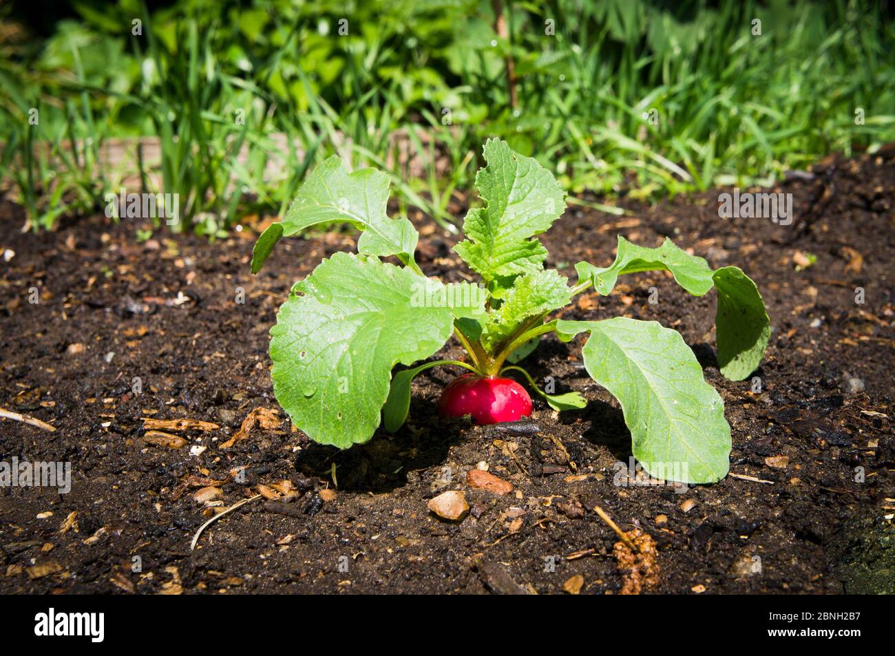 bio, food, vegetables, radish, edible root vegetable, Raphanus sativus ...
