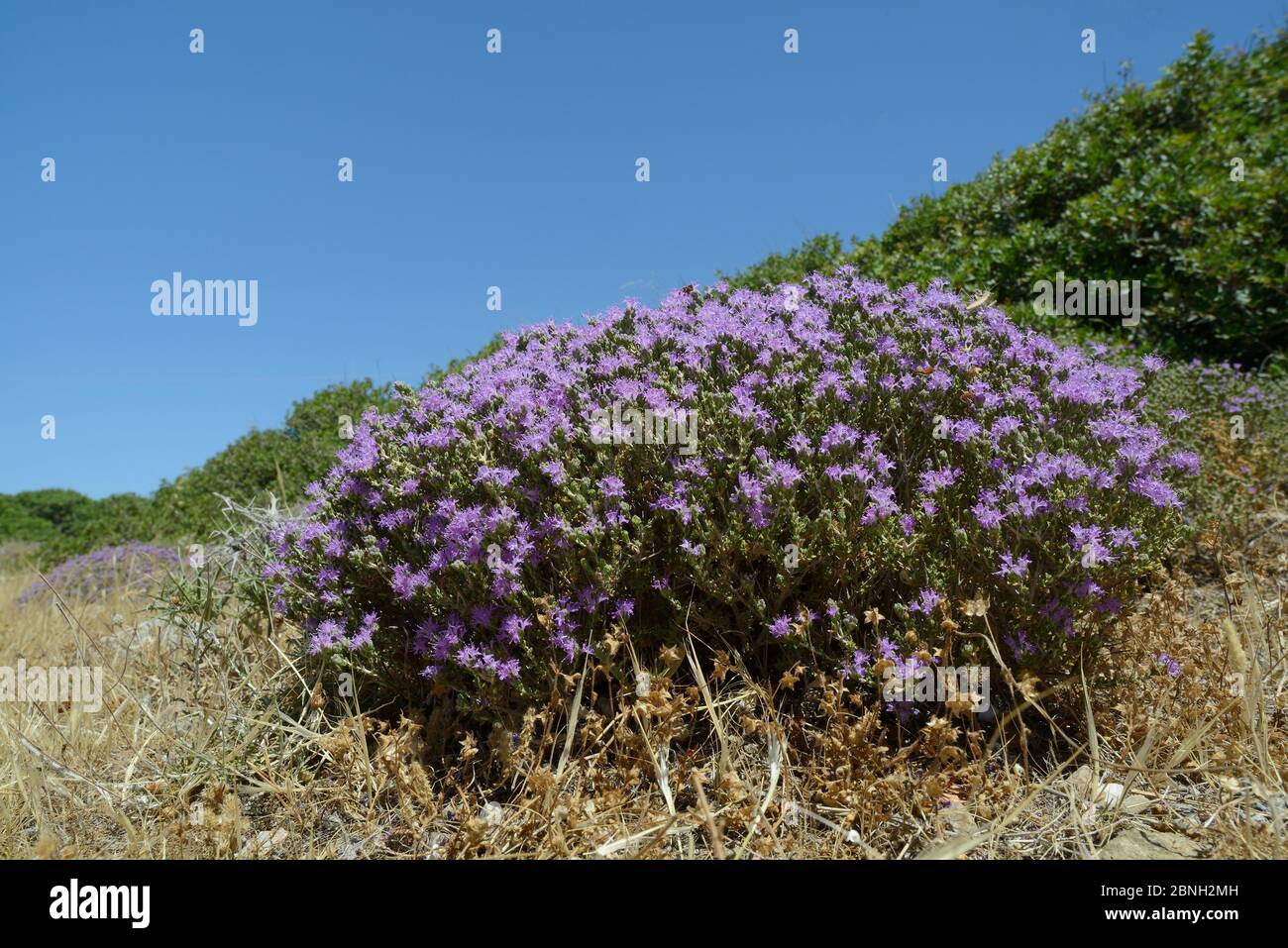 Thymus coridothymus capitatus hi-res stock photography and images - Alamy