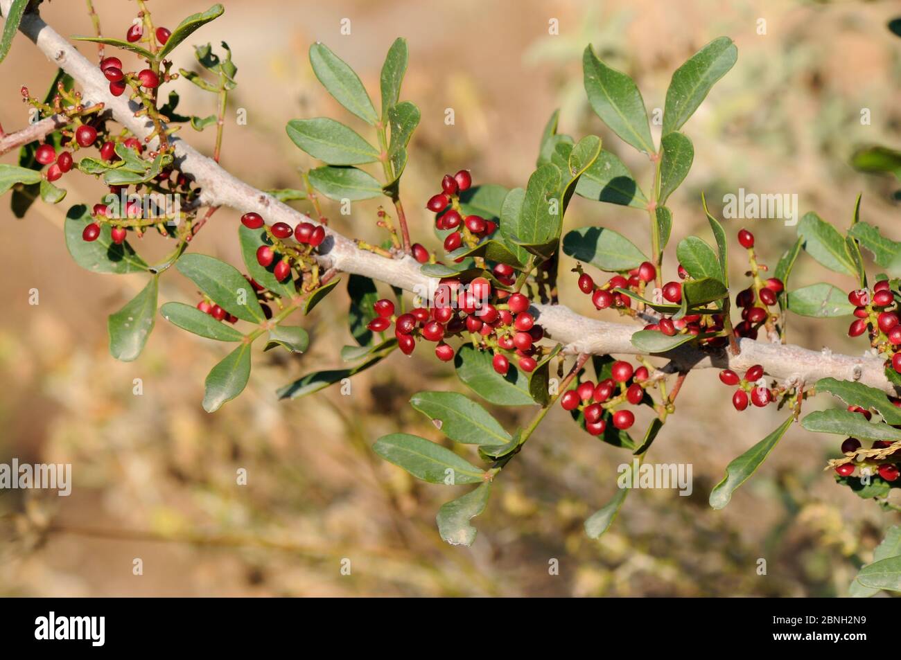 Mastic tree hi-res stock photography and images - Alamy