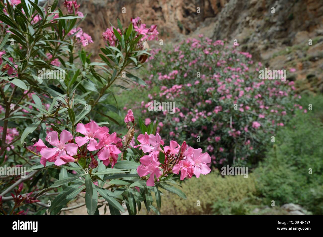 Oleander bushes (Nerium oleander) flowering in Zakros gorge, Sitia ...