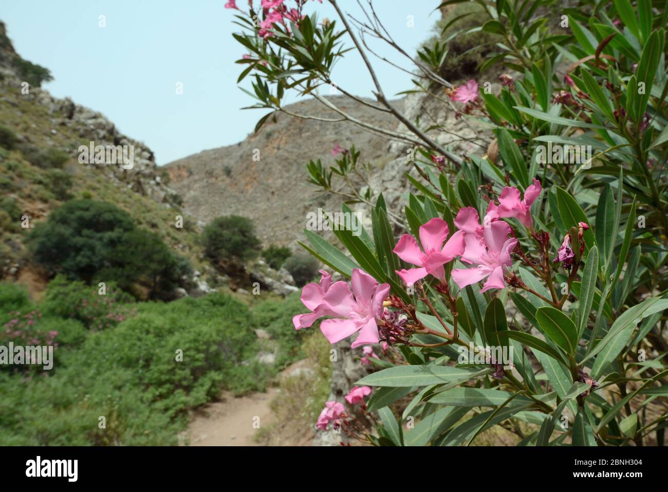 Oleander bushes (Nerium oleander) flowering in Zakros gorge, Sitia ...