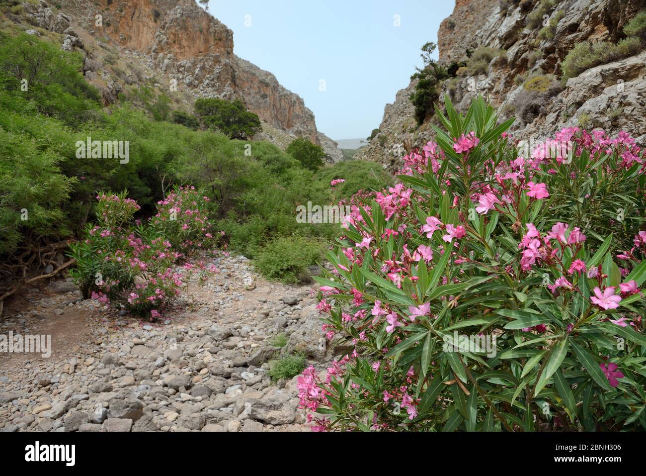Oleander bushes (Nerium oleander) flowering in Zakros gorge, Sitia ...