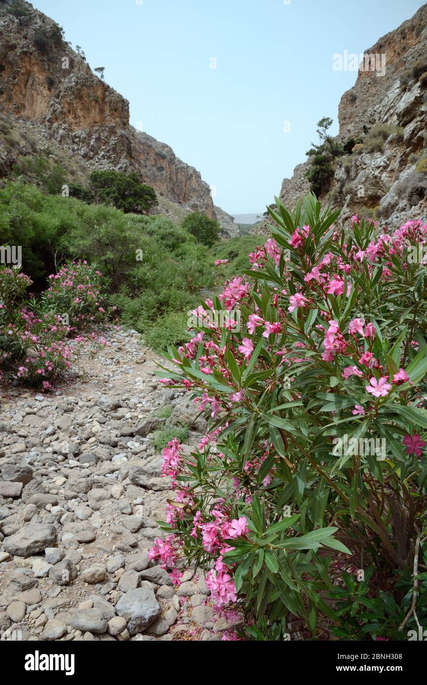 Oleander bushes (Nerium oleander) flowering in Zakros gorge, Sitia ...