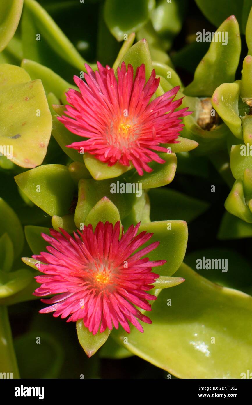 South African Ice Plant Sun
