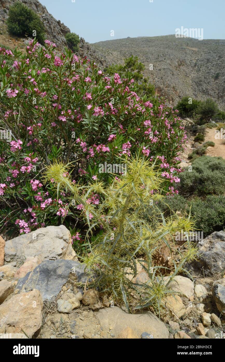 Stony soil hi-res stock photography and images - Alamy