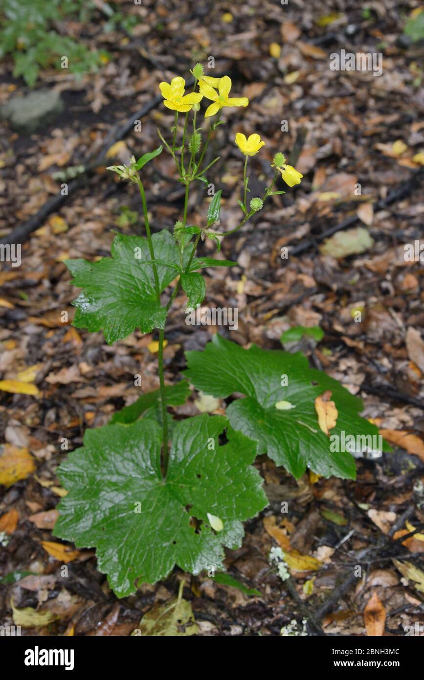 Giant / Canary / Azores Buttercup (Ranunculus cortusifolius), a ...