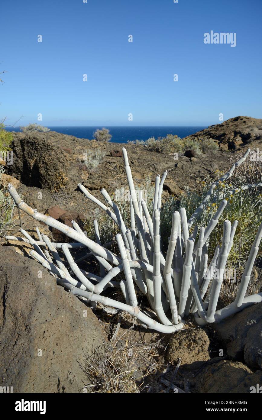 Brown-flowered wax plant / Cardoncillo gris (Ceropegia fusca), a ...