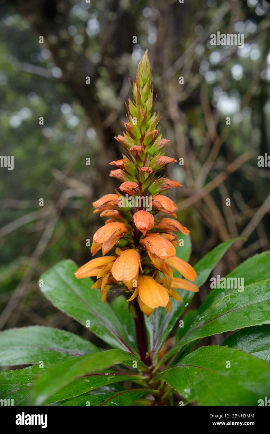 Canary island foxglove (Isoplexis canariensis), a bird pollinated plant ...