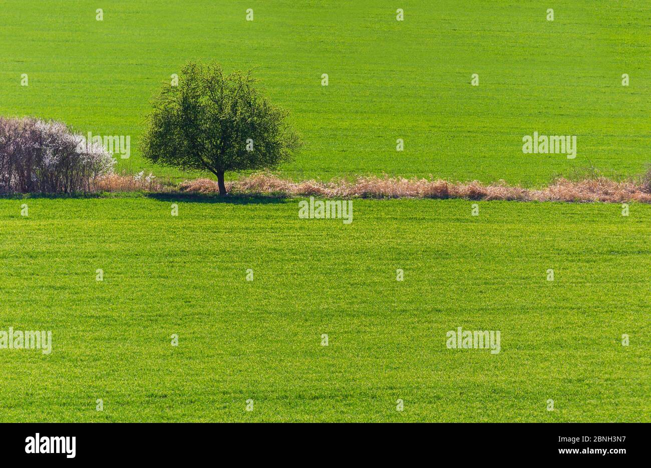 Tree in spring green grass field textured background. Agriculture ...