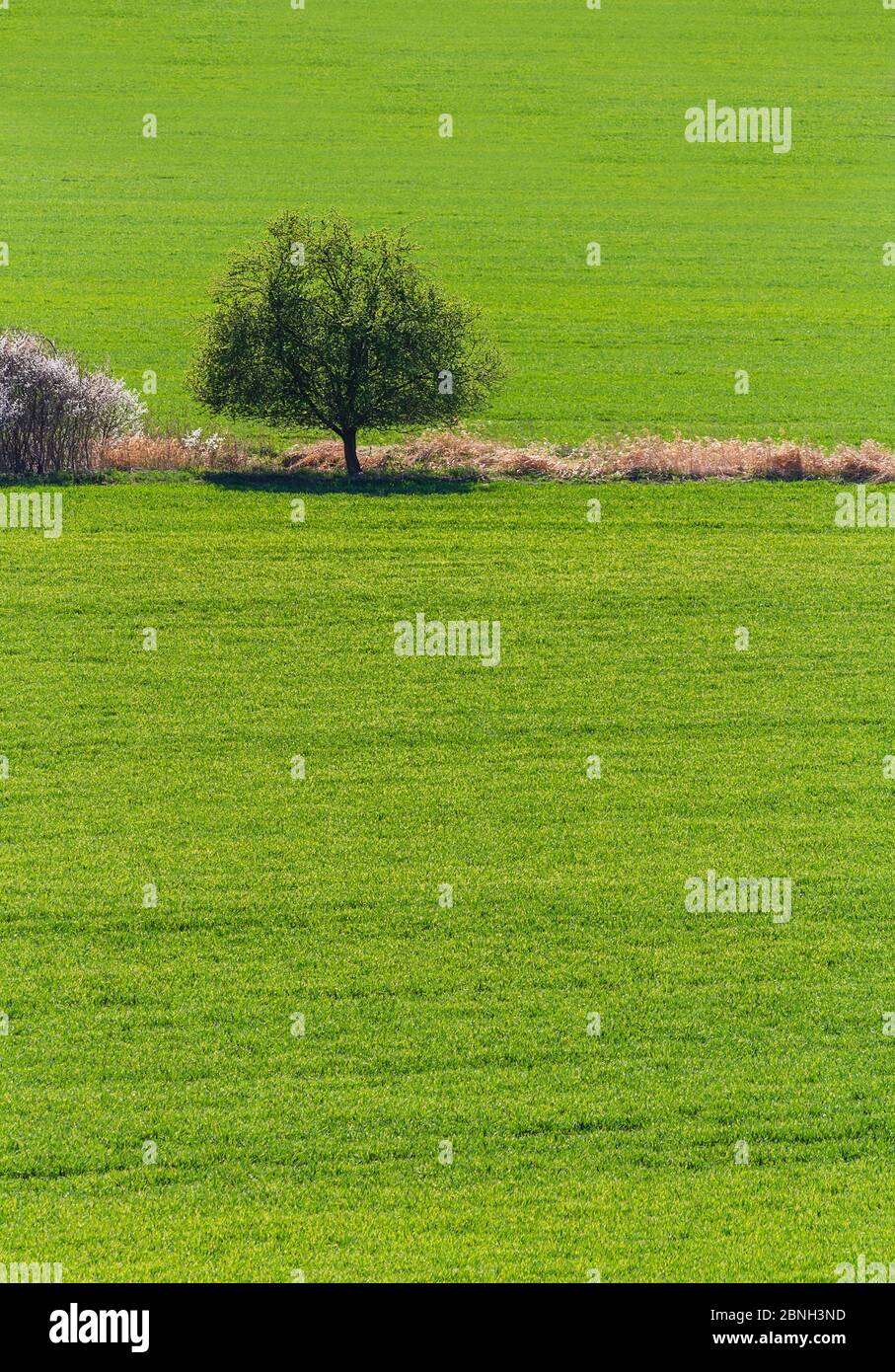 Small tree in spring green grass field textured background. Agriculture ...
