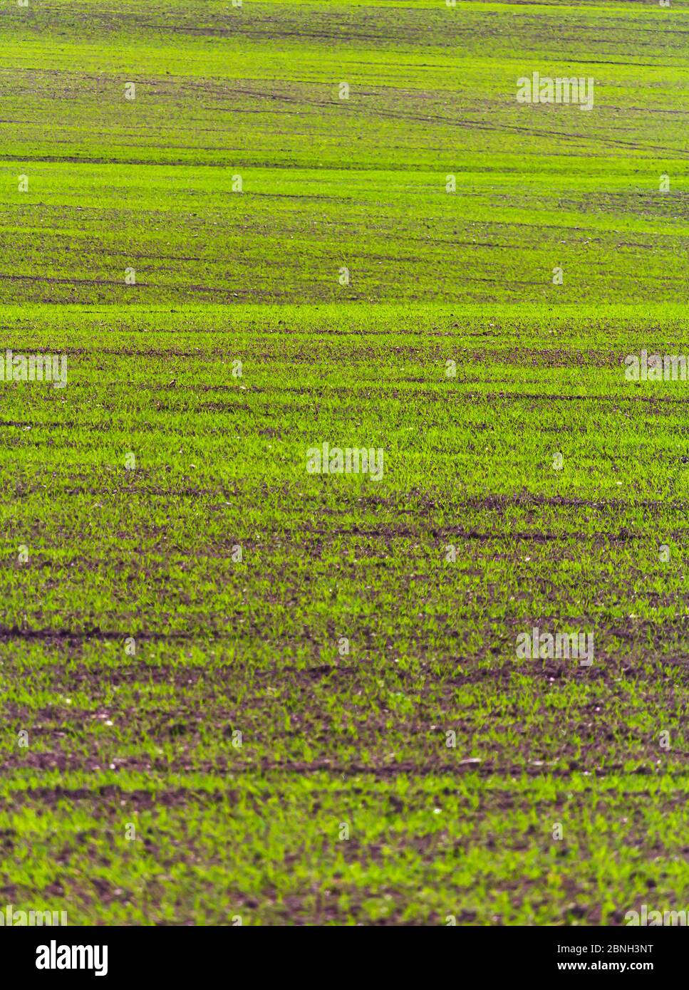 Fresh spring green grass field textured background. Agriculture, spring ...
