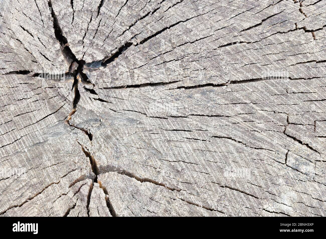 Texture of rough surface felled tree cracked weathered with annual ...